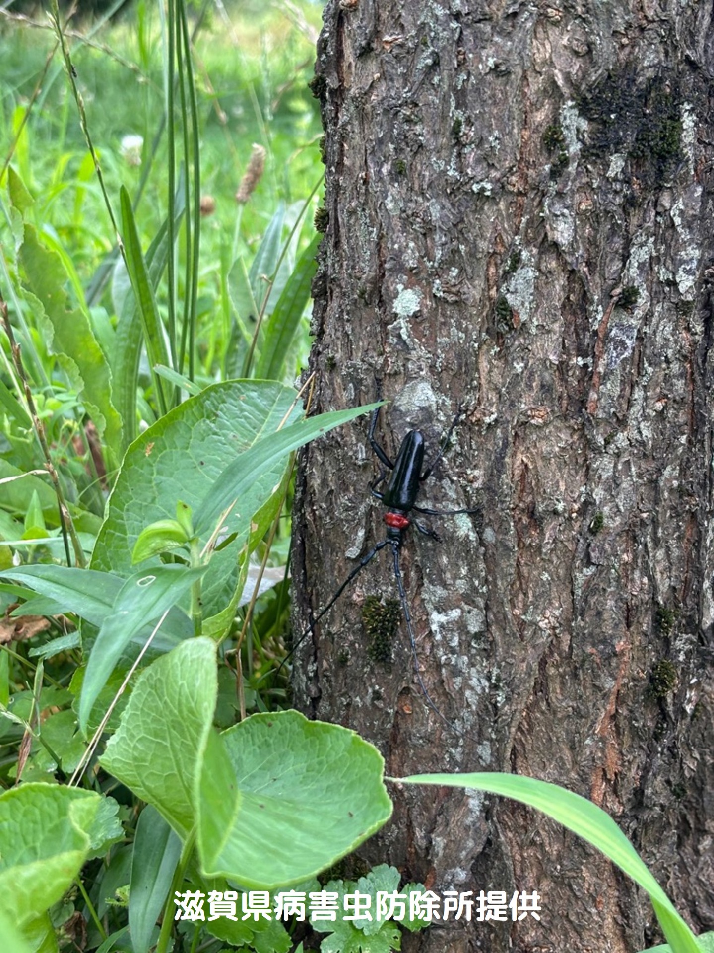湖北地域クビアカツヤカミキリ対策研修会の開催について